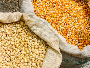 Maize | Ancient Maya Cultural Traits