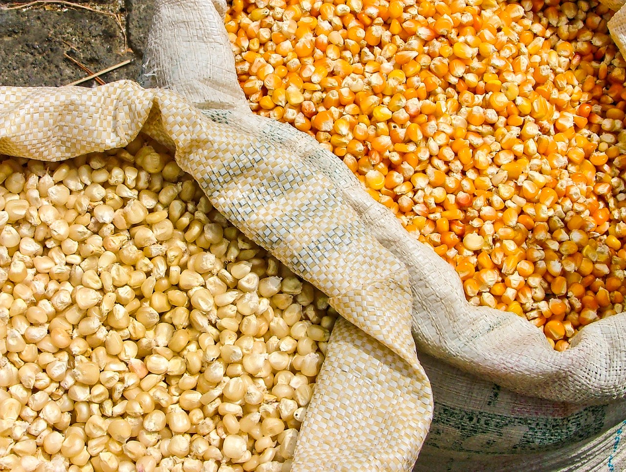 Maize | Ancient Maya Cultural Traits