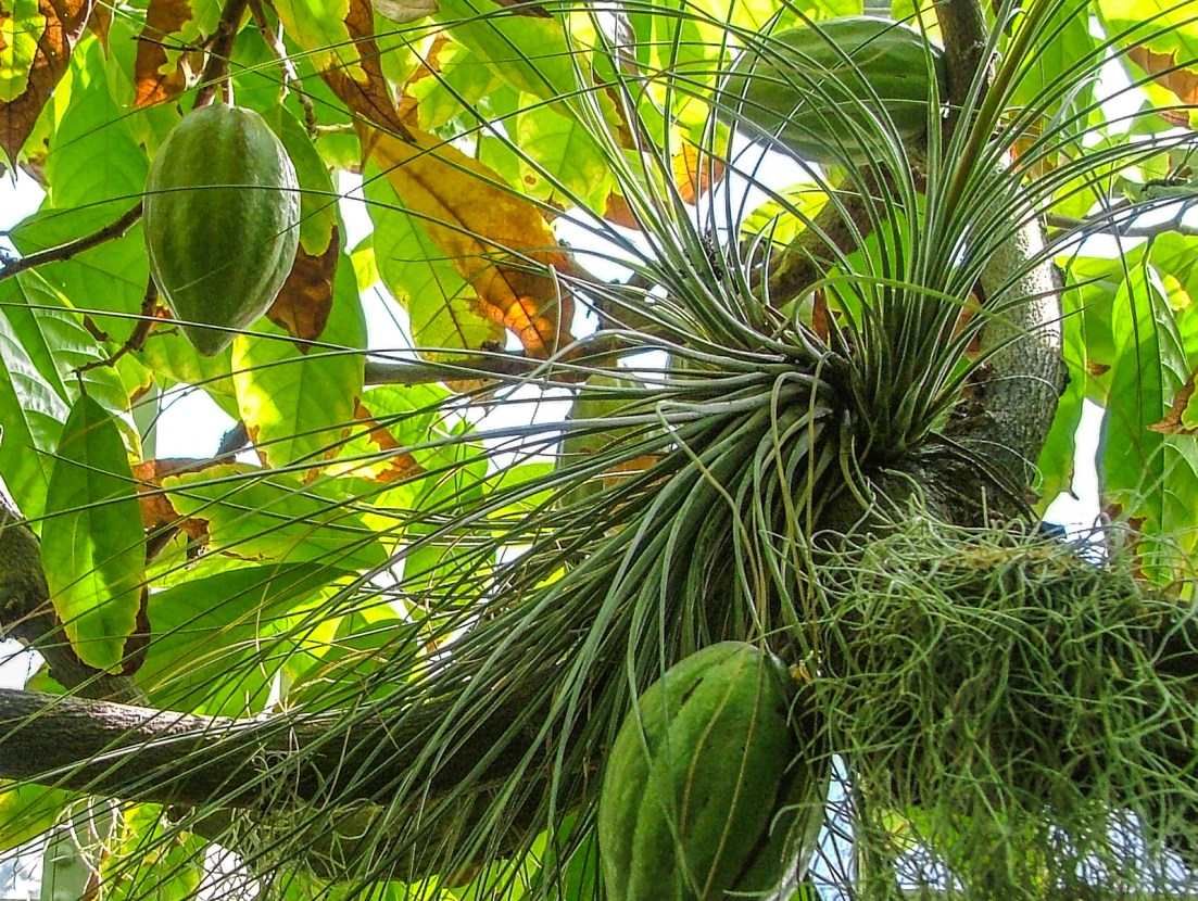 Ancient Maya Cultural Traits | An appreciation of the ancient Maya ...