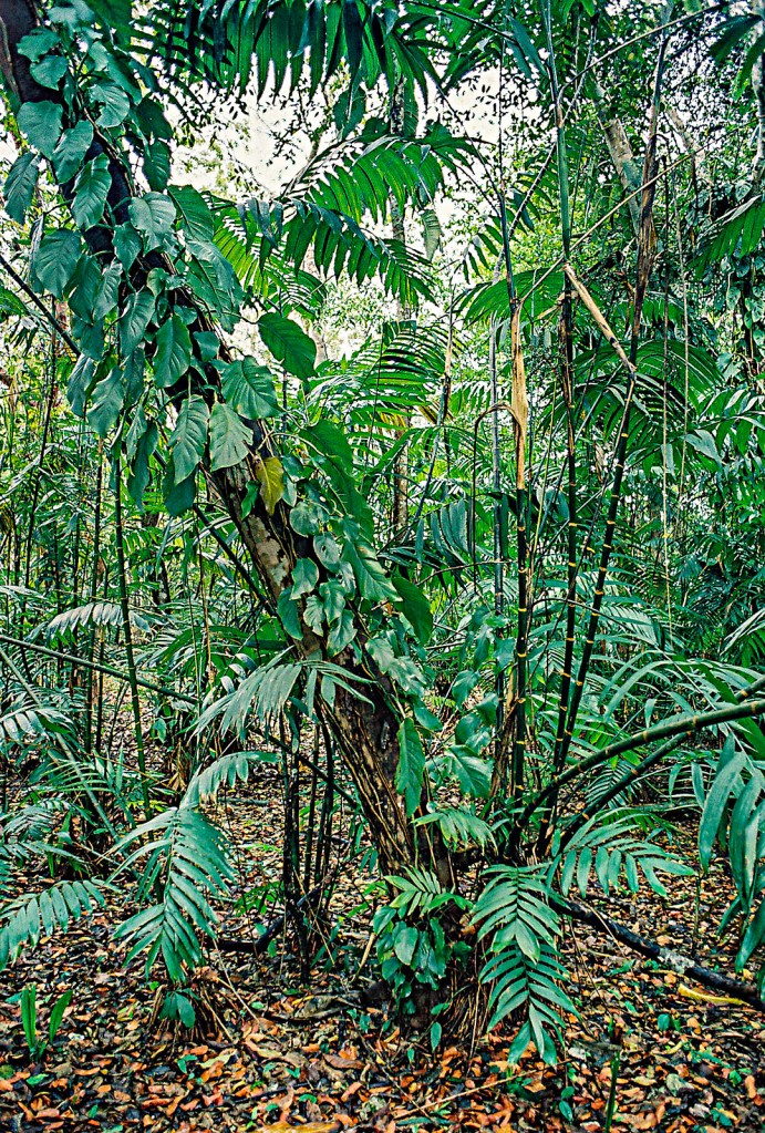 Ancient Maya Cultural Traits | An appreciation of the ancient Maya ...