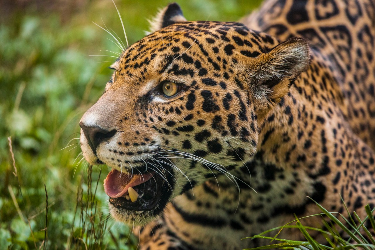 Ancient Maya Cultural Traits | An appreciation of the ancient Maya ...