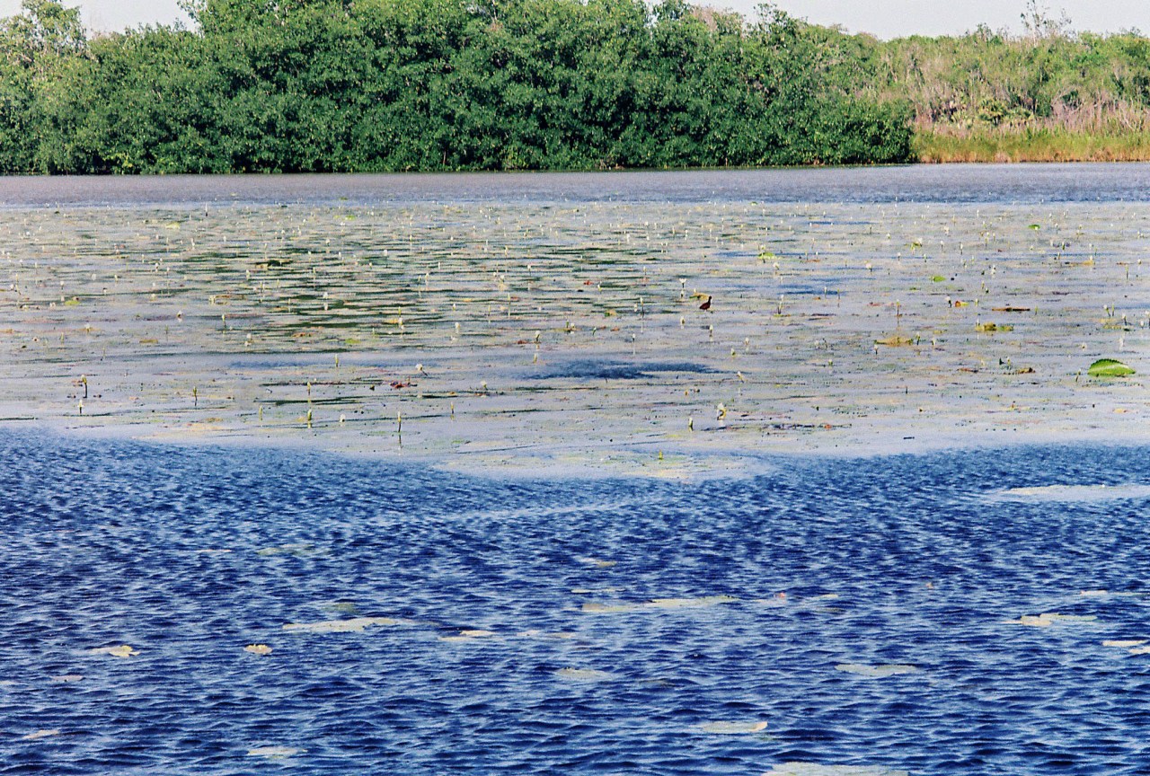 Mangrove Trees | Ancient Maya Cultural Traits