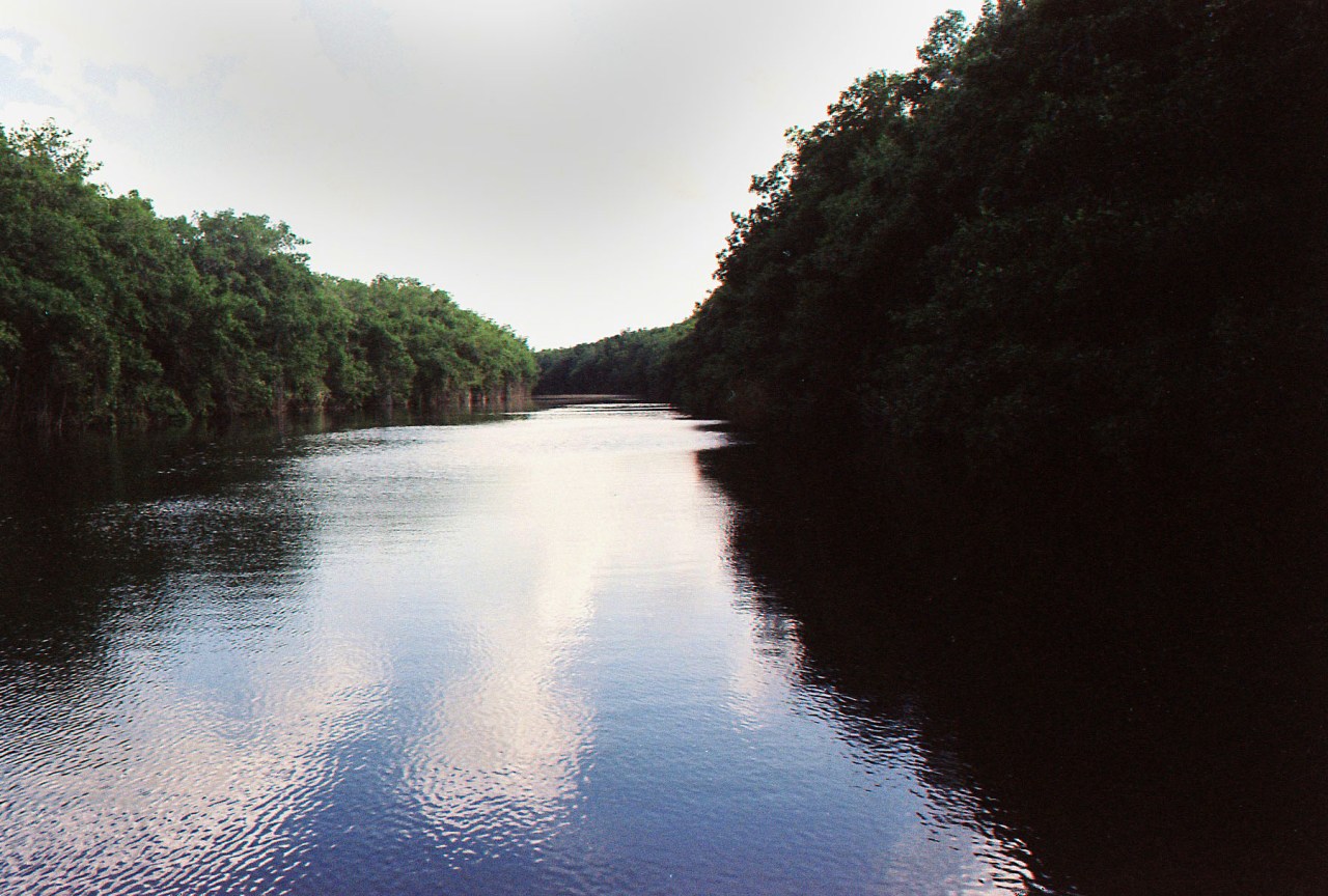 Mangrove Trees | Ancient Maya Cultural Traits