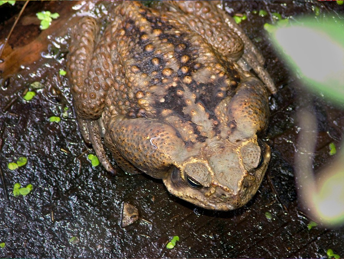 Ancient Maya Cultural Traits | An appreciation of the ancient Maya ...